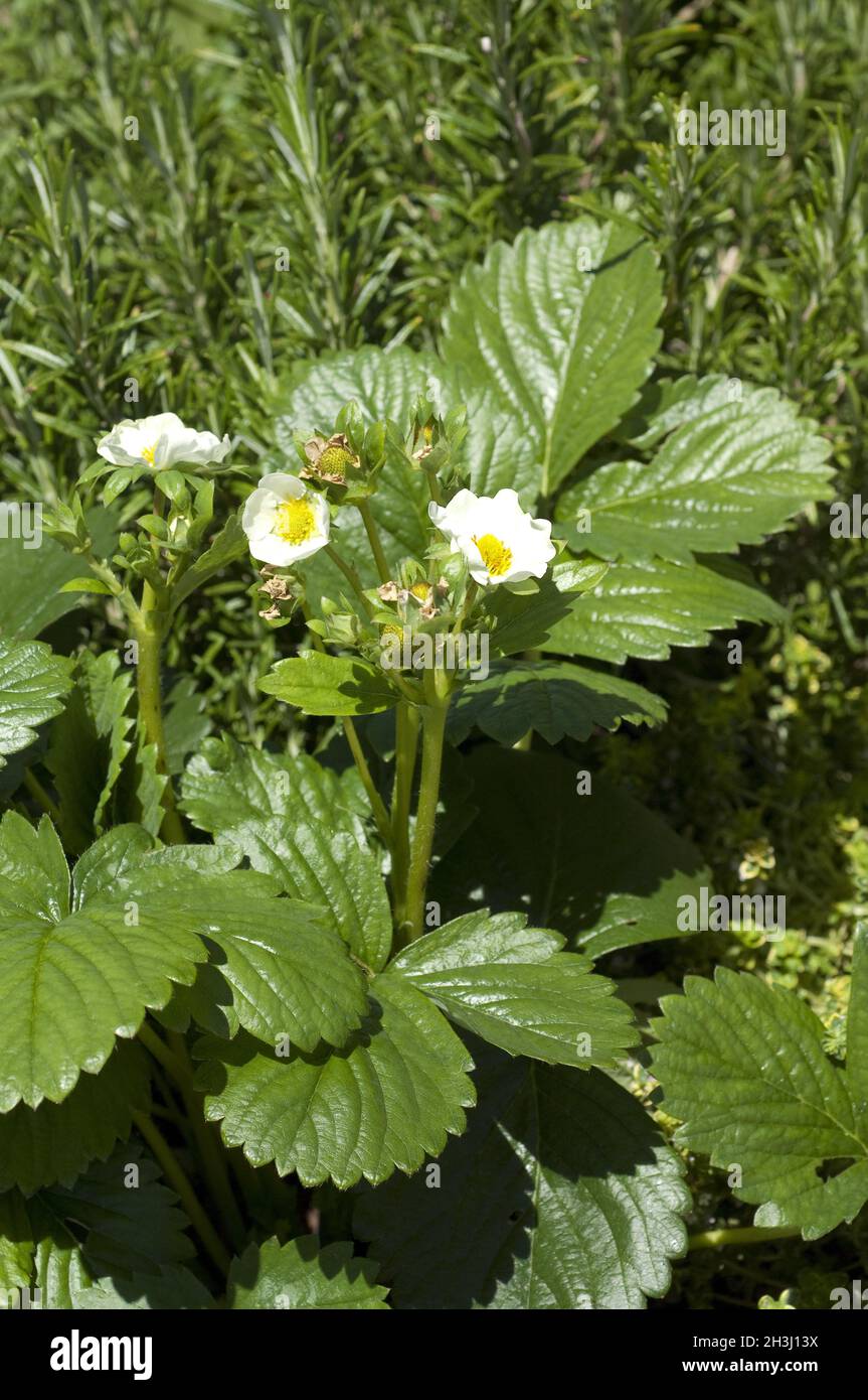 Strawberry plant, Fragaria x ananassa, flowers Stock Photo - Alamy