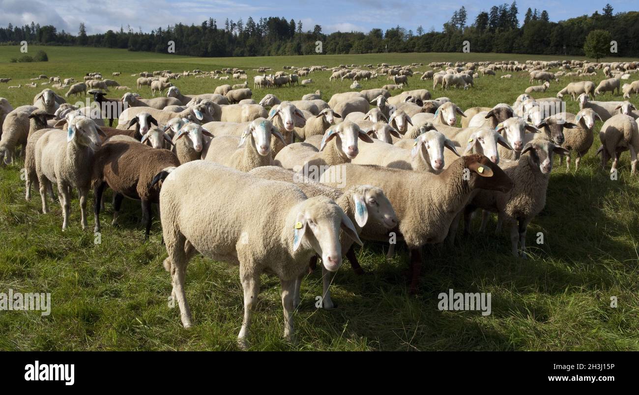 Sheep, flock of sheep Stock Photo - Alamy