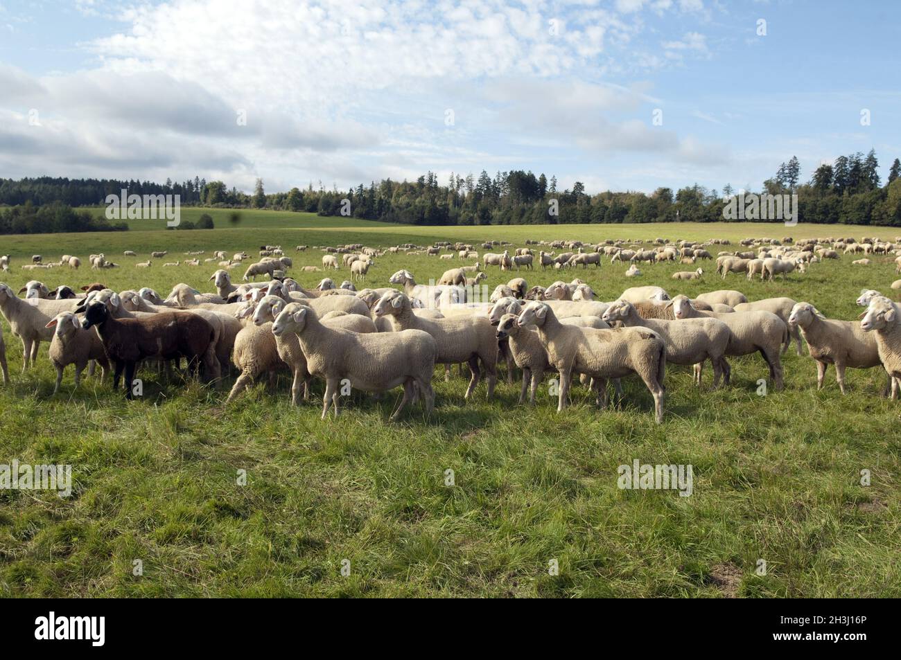 Sheep, flock of sheep Stock Photo - Alamy