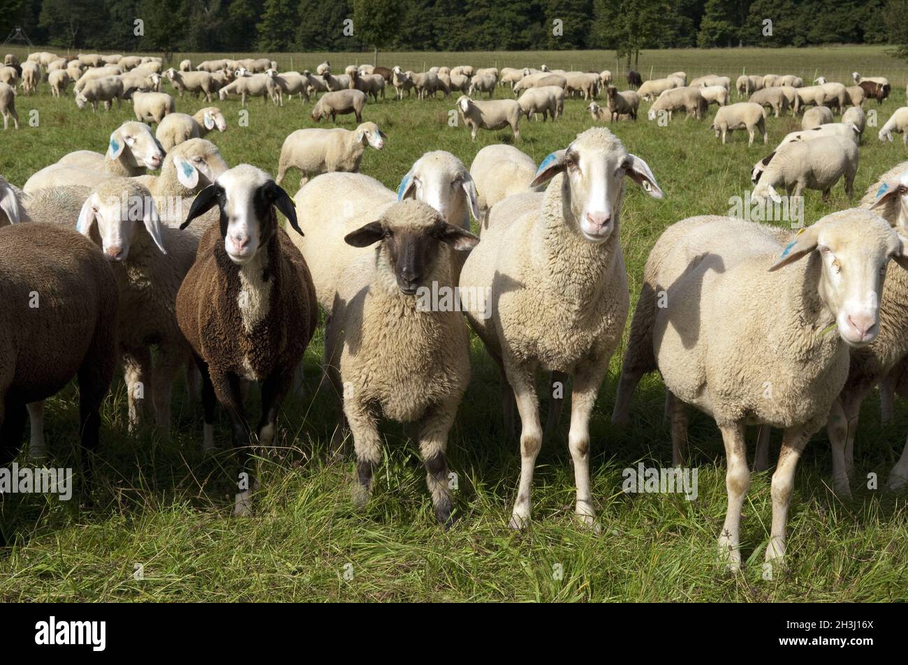 Sheep, flock of sheep Stock Photo - Alamy