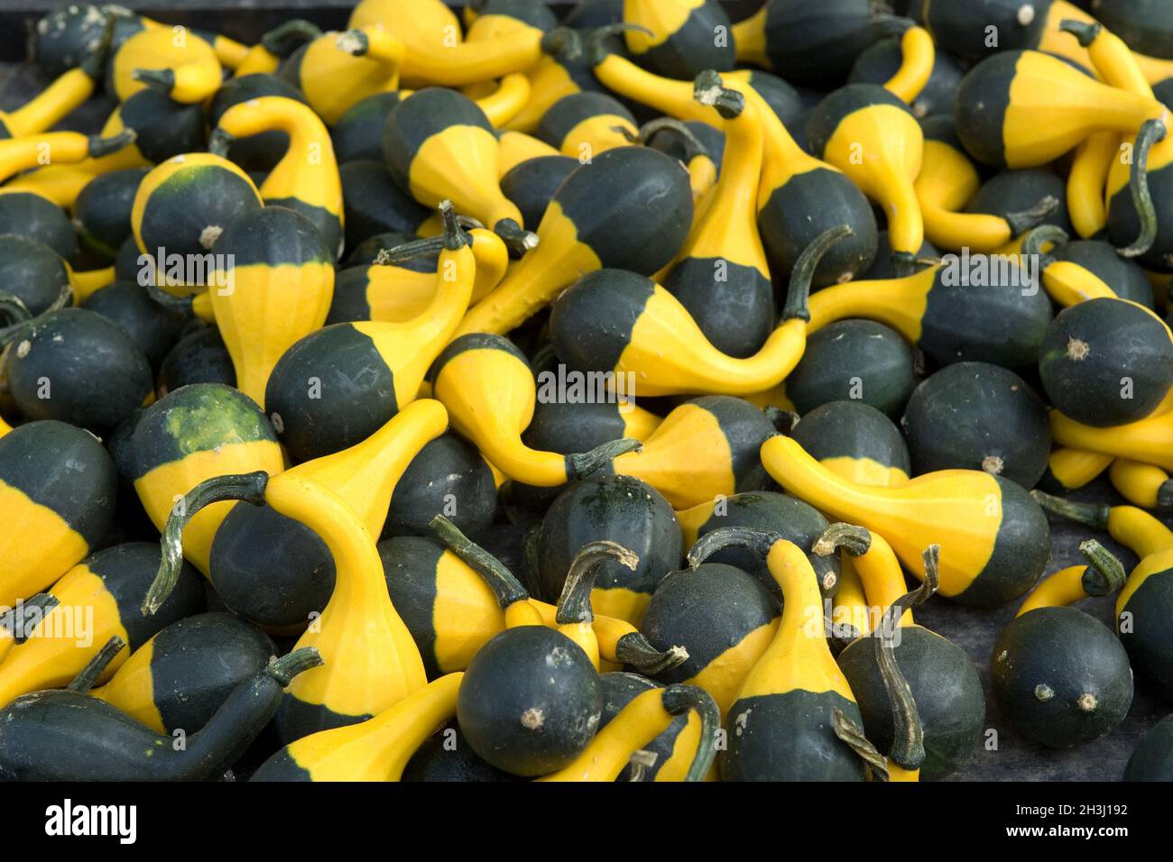 Ornamental cucurbits, Curcubita Pepo Stock Photo - Alamy