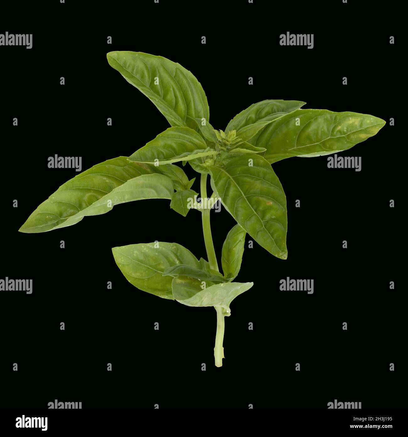 Basil; Ocimum; basilicum; medicinal plant Stock Photo - Alamy