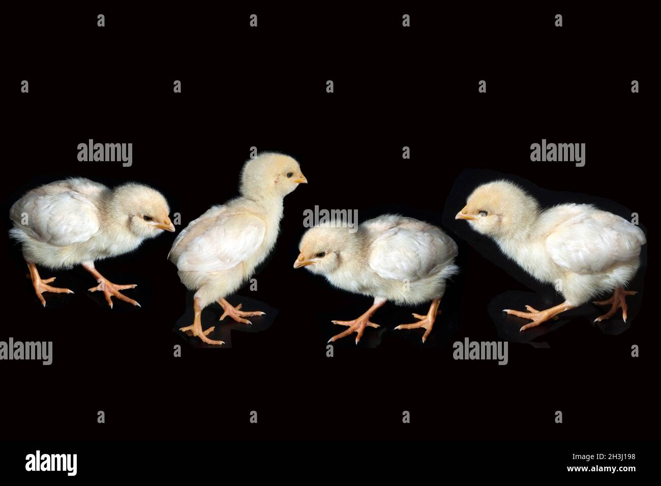 Eight chickens hi-res stock photography and images - Alamy