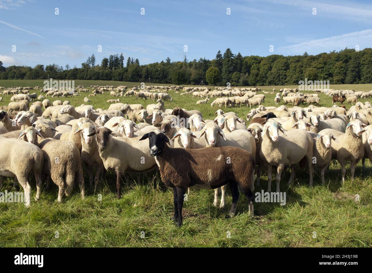 Sheep, flock of sheep Stock Photo - Alamy