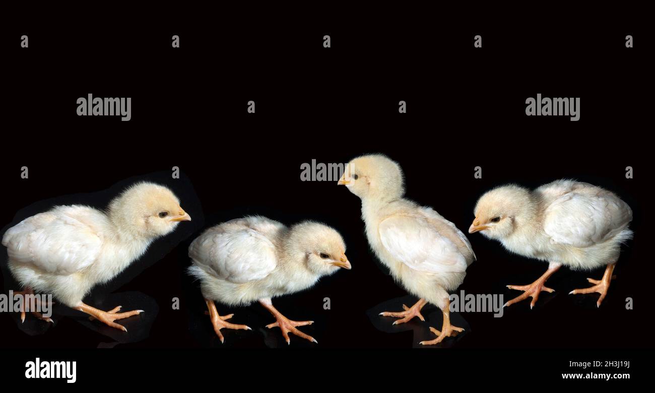 Chickens; chickens; chicks Stock Photo - Alamy