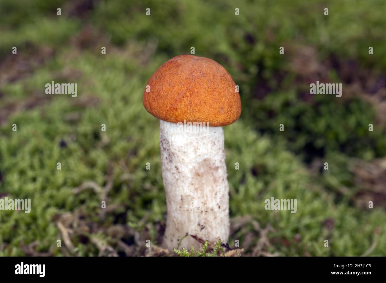 Birch red cap, Leccinum, versipelle Stock Photo - Alamy