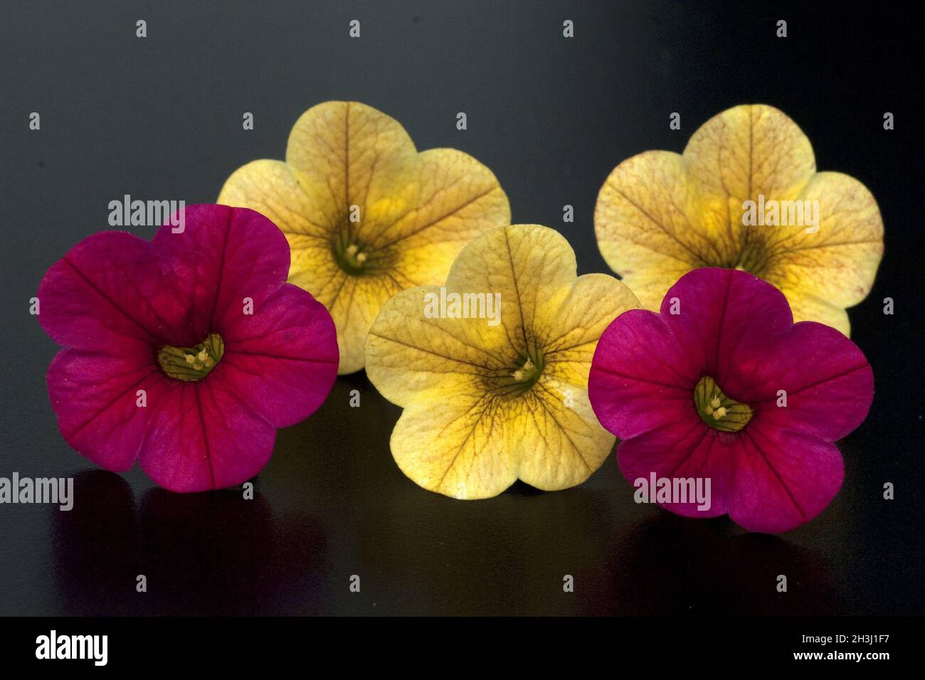 Petunias, Pitunia, Calibrachoa Stock Photo - Alamy