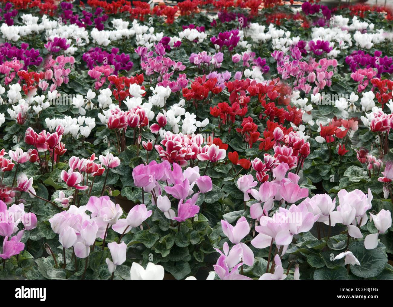 Cyclamen persicum hybrids hi-res stock photography and images - Alamy