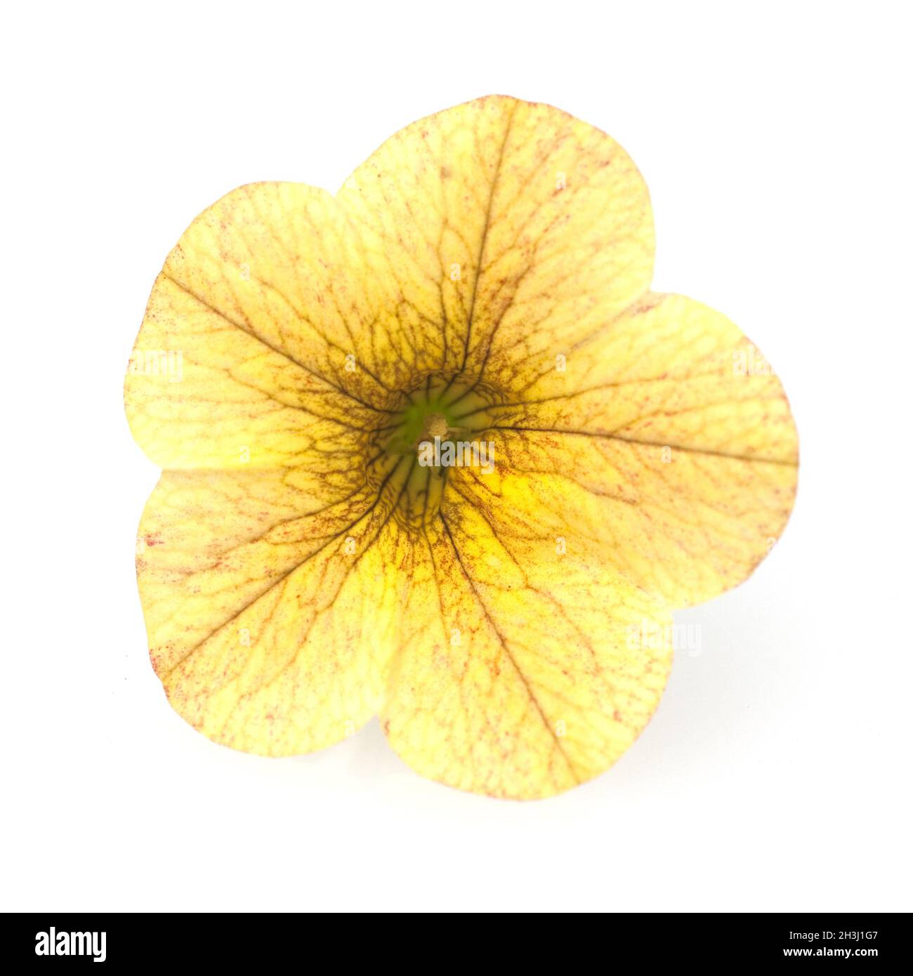 Petunias, Pitunia, Calibrachoa Stock Photo - Alamy