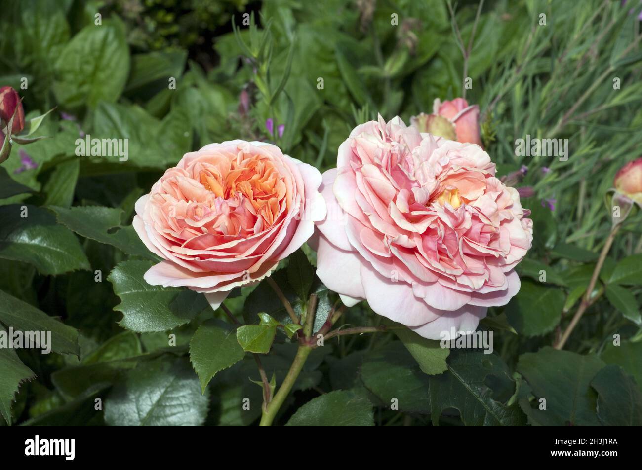 Shrub Rose, Small, Chippendale Stock Photo - Alamy