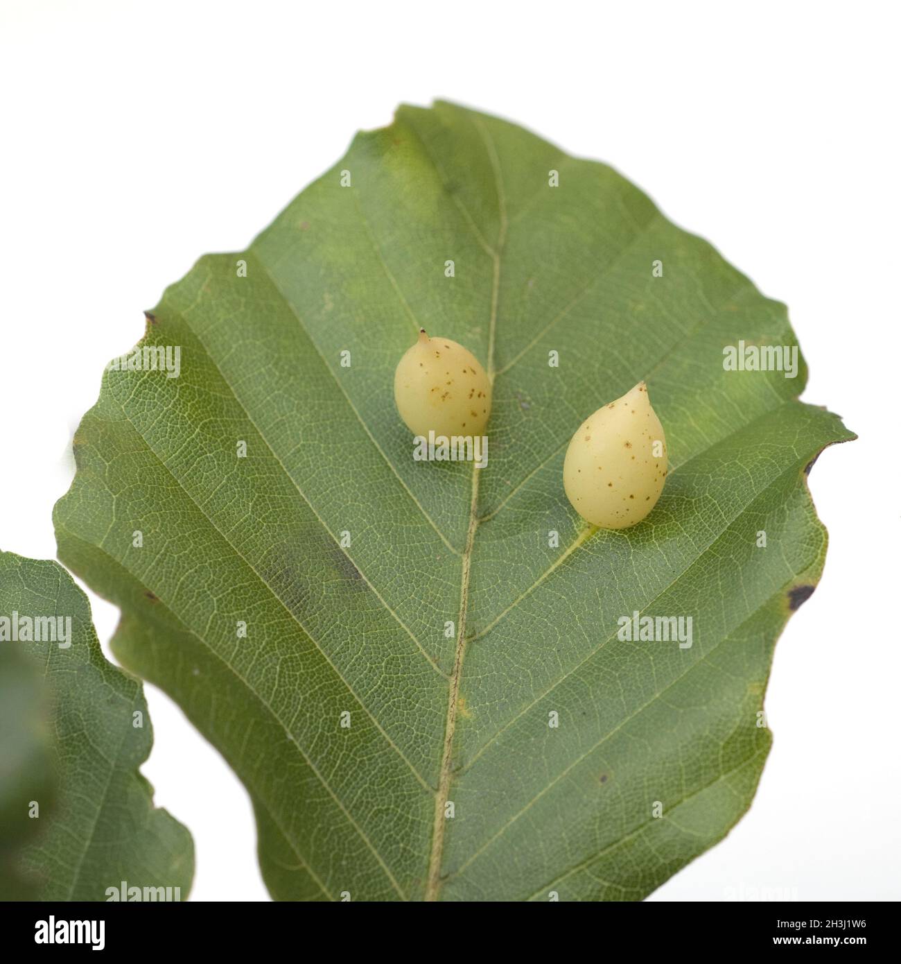 Beech leaf gall, beech leaf gall Stock Photo - Alamy