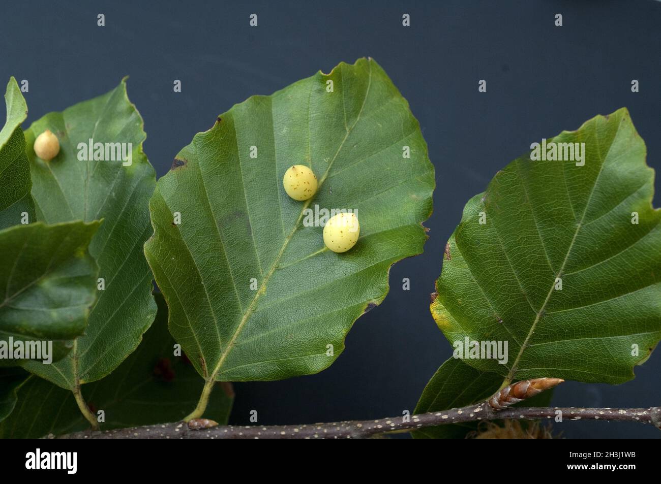Beech leaf gall, beech leaf gall Stock Photo - Alamy