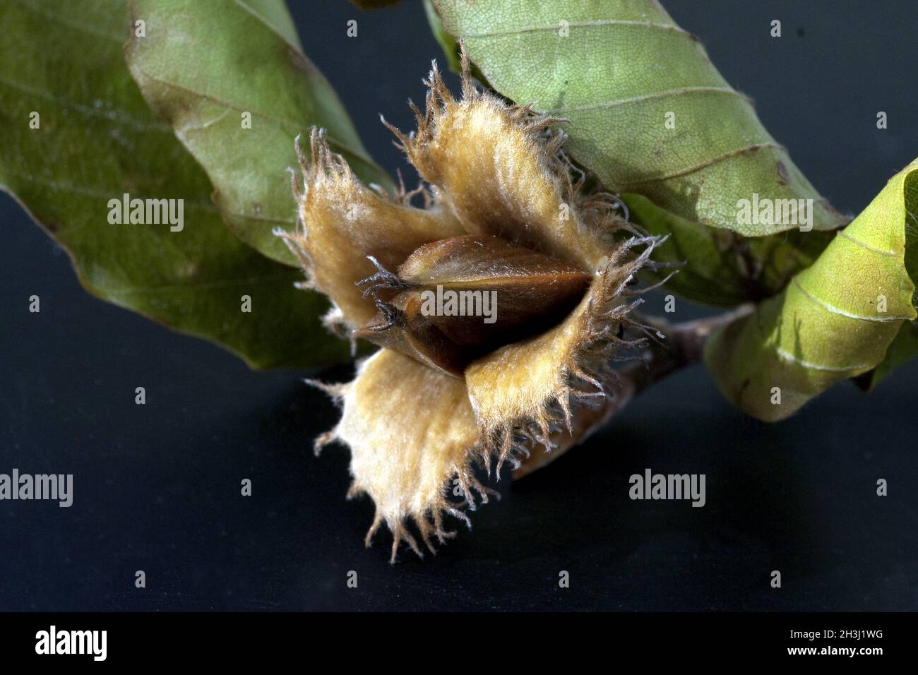 Coat seeds hi-res stock photography and images - Alamy