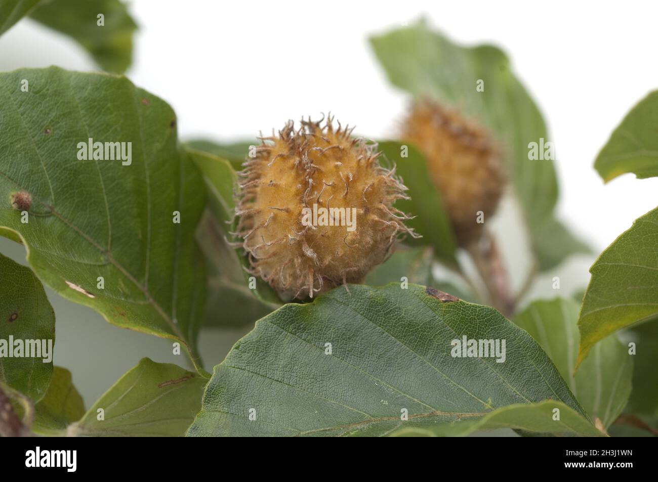 Seed coat hi-res stock photography and images - Alamy