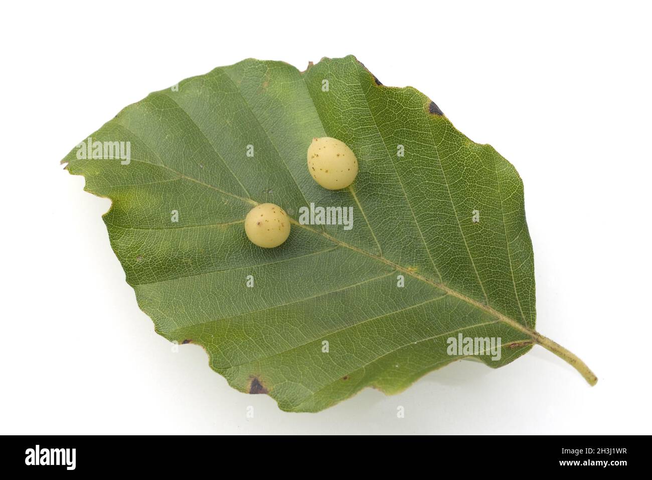 Beech leaf gall, beech leaf gall Stock Photo - Alamy
