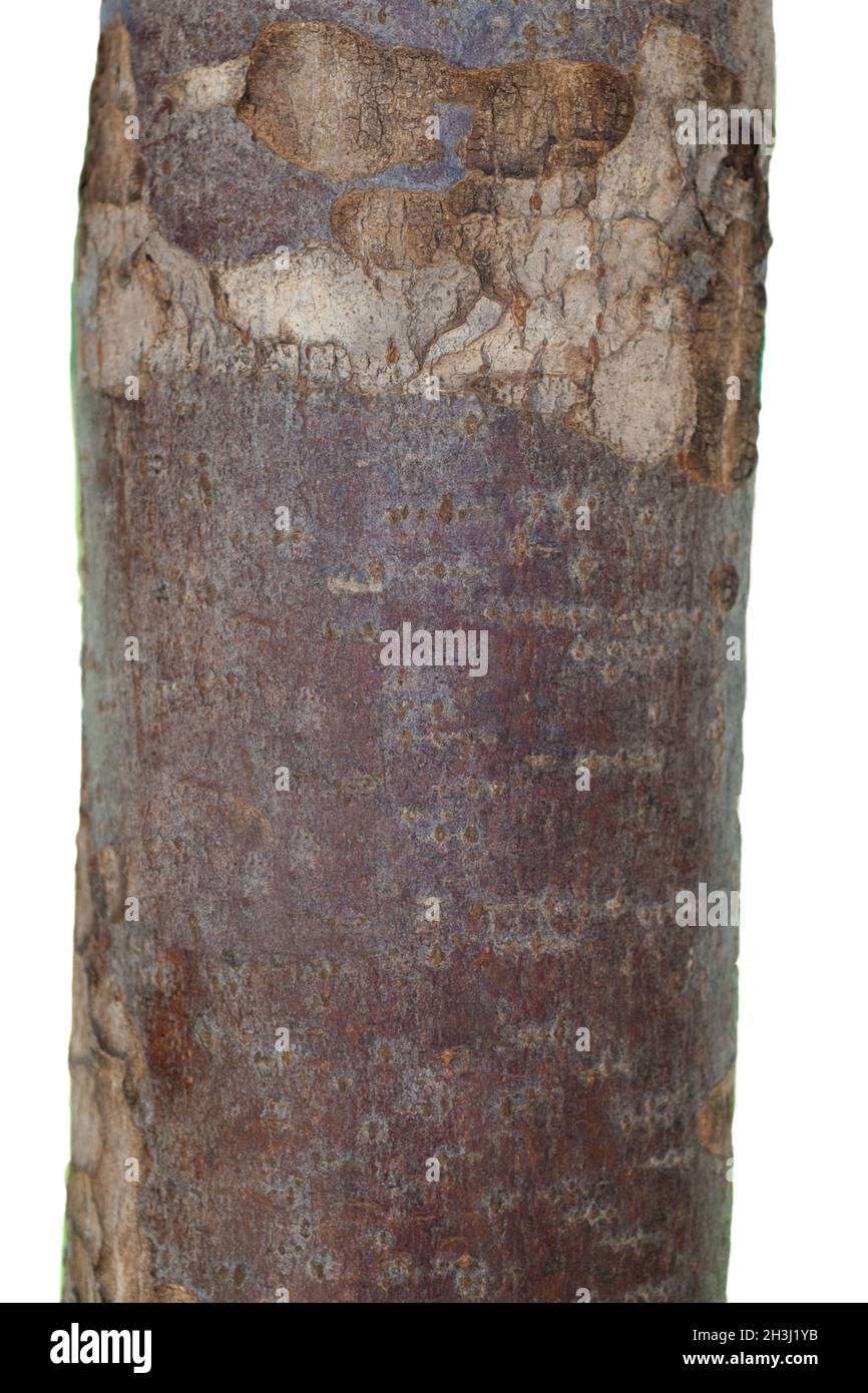 Wild service tree, service tree; Sorbus; torminalis Stock Photo - Alamy