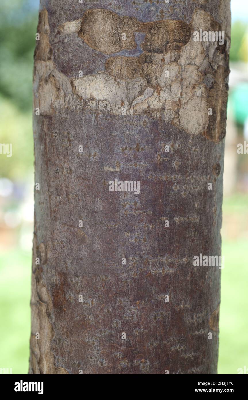 Wild service tree, service tree; Sorbus; torminalis Stock Photo - Alamy