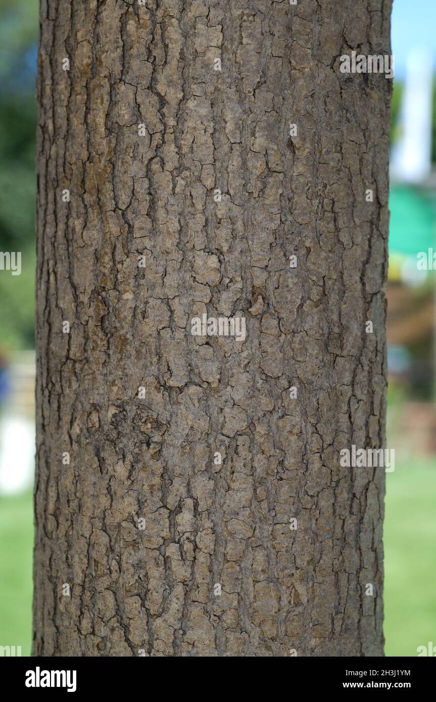 Ash trunk, Ash, Native, Ash trees, Fraxinus Excelsior Stock Photo - Alamy
