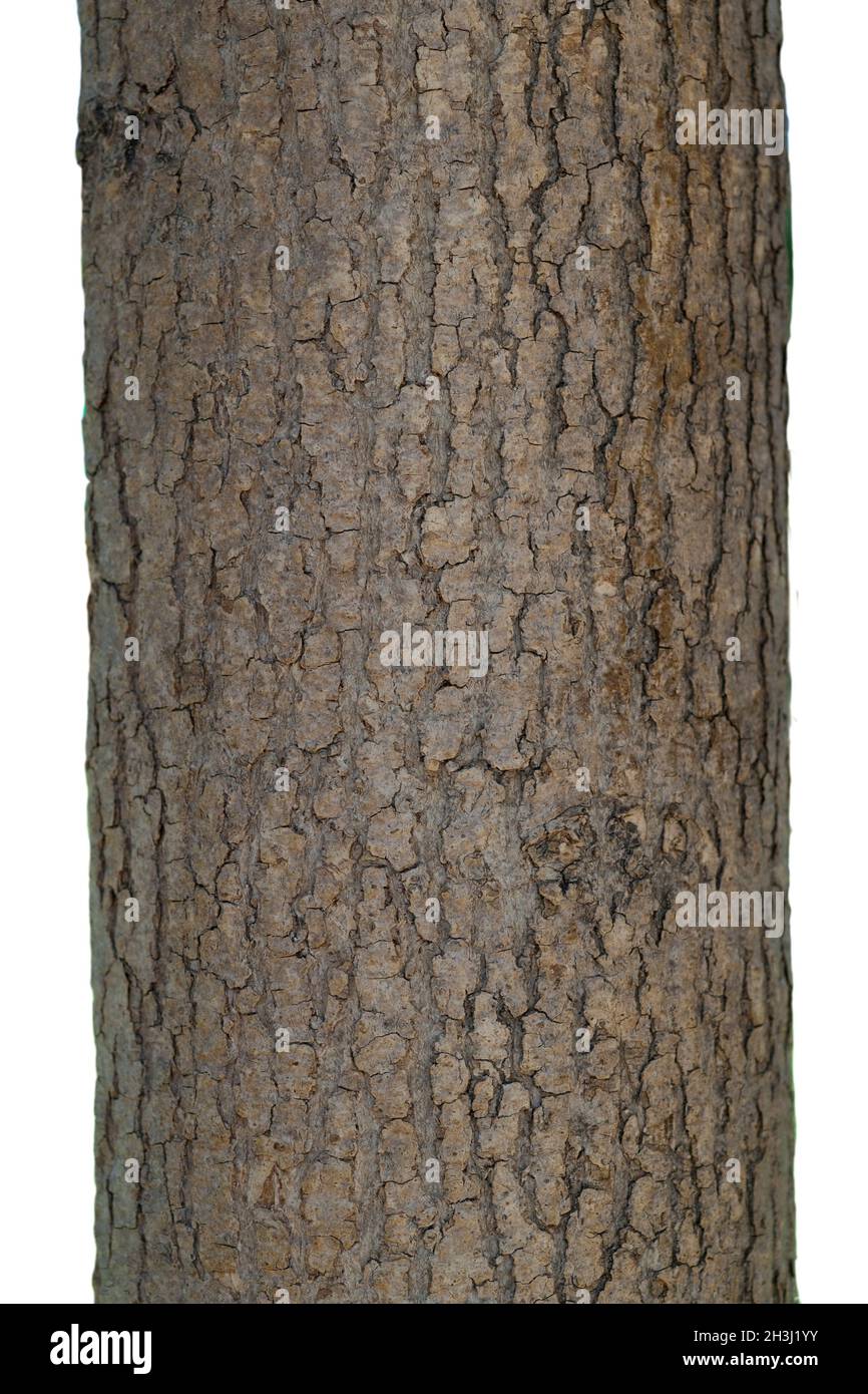 Ash trunk; Ash; Native; Ash trees; Fraxinus Excelsior Stock Photo - Alamy