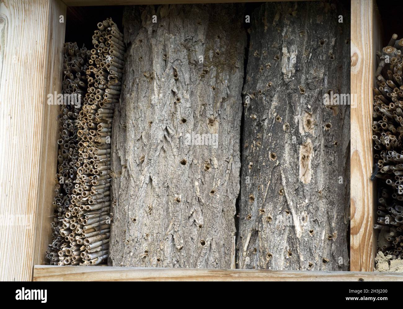 Shelter insects hi-res stock photography and images - Alamy