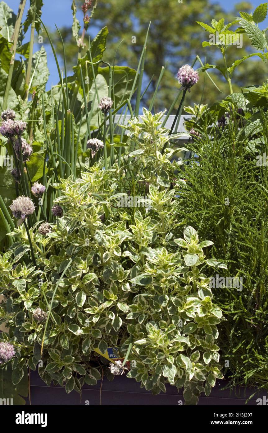 Majoran plant hi-res stock photography and images - Alamy