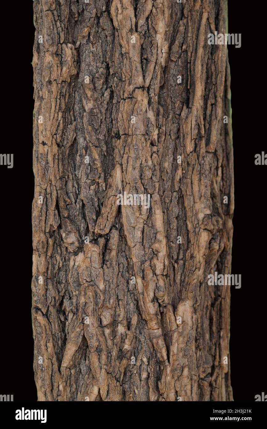Robinia pseudoacacia wood hi-res stock photography and images - Alamy