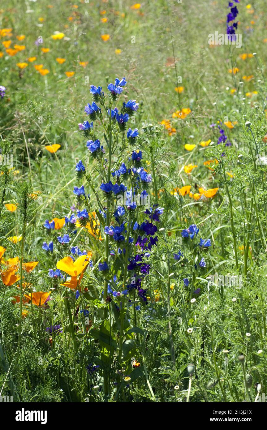 Natterjack, Echium, vulgare Stock Photo - Alamy