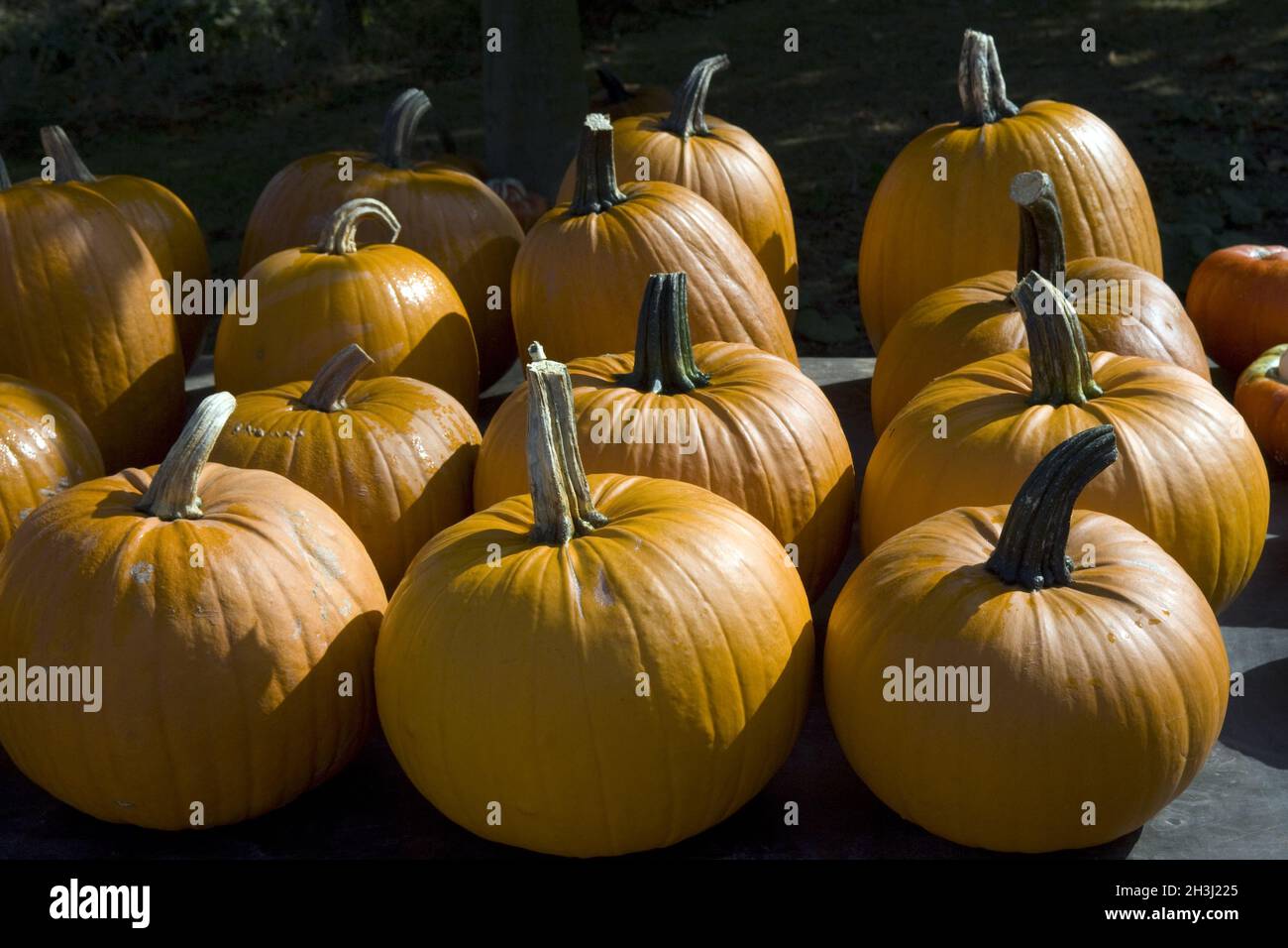 Giant pumpkin, Cucurbita, pepo Stock Photo - Alamy