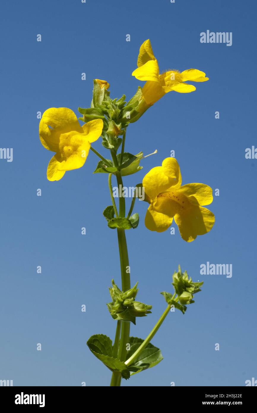 White mimulus hi-res stock photography and images - Alamy