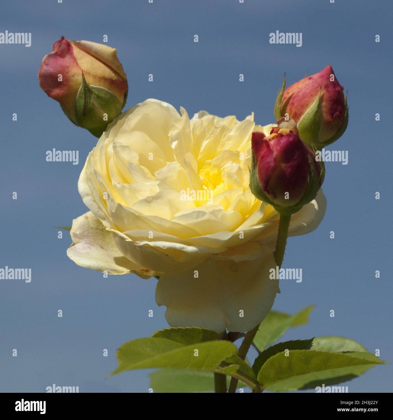 English, Rose, David, Austin, Shrub Rose Stock Photo - Alamy