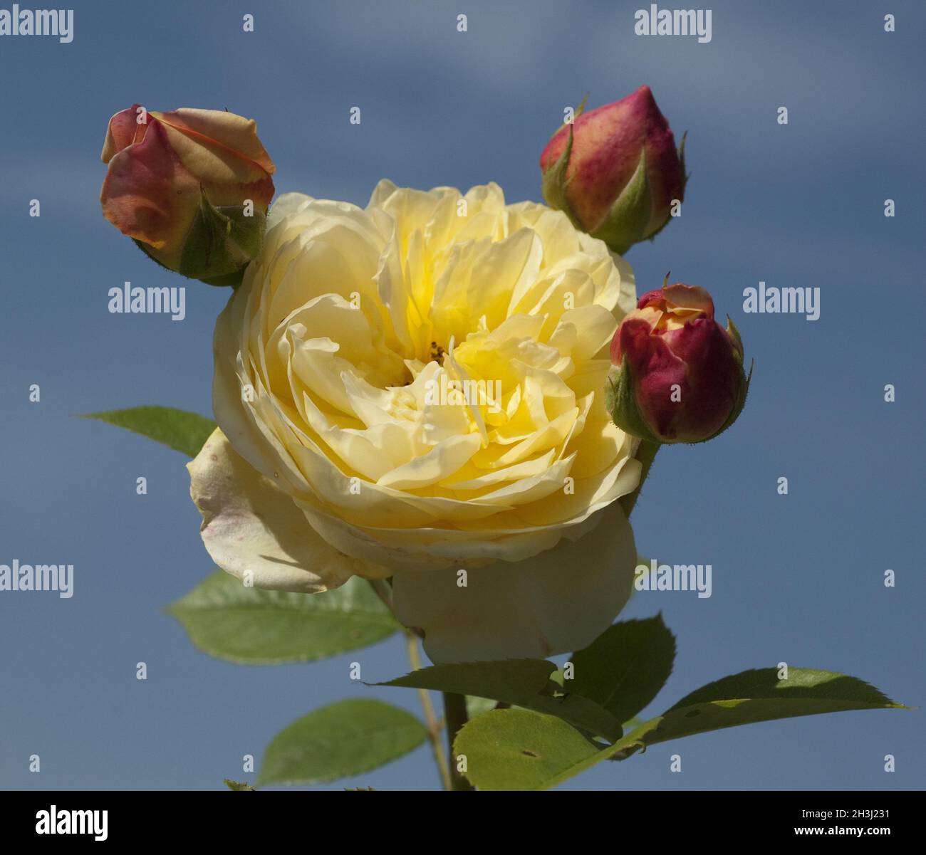 English, Rose, David, Austin, Shrub Rose Stock Photo - Alamy