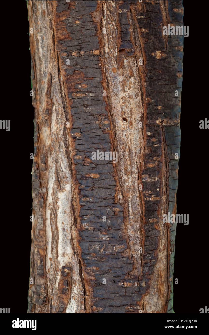 Plum tree trunk, Prunus, domestica Stock Photo - Alamy