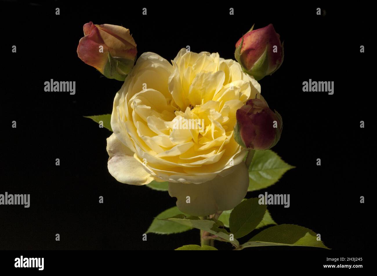 David austin shrub rose hi-res stock photography and images - Alamy