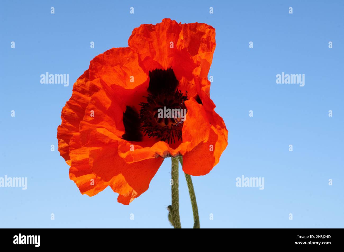 Turkish, poppy, papaver, orientale Stock Photo - Alamy