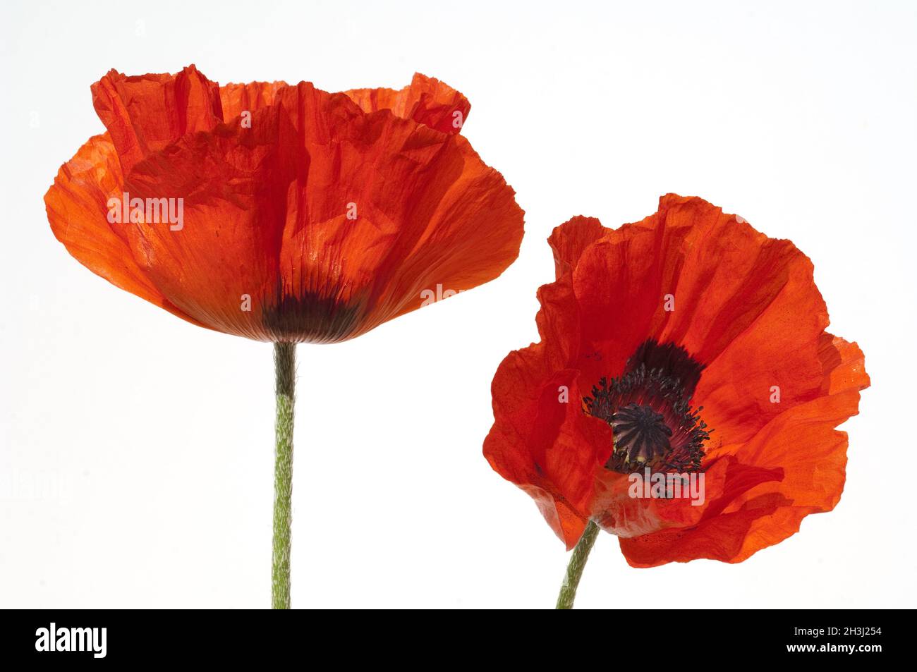 Turkish, poppy, papaver, orientale Stock Photo - Alamy