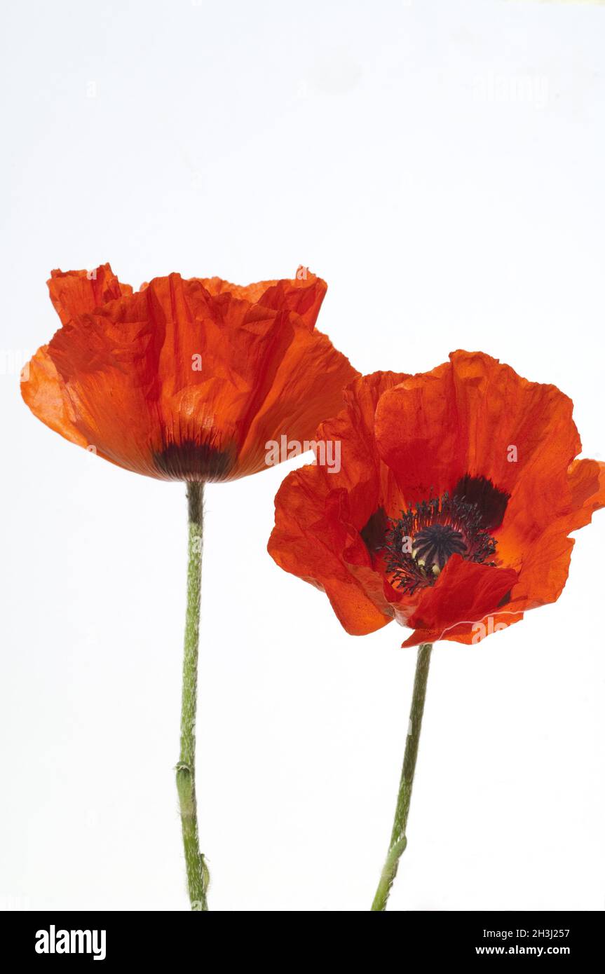 Red turkish poppy hi-res stock photography and images - Alamy