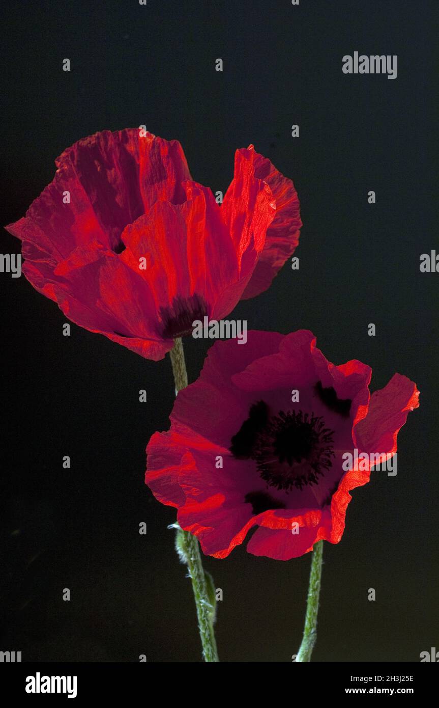Turkish, poppy, papaver, orientale Stock Photo - Alamy