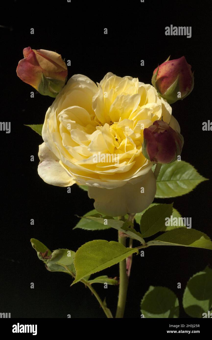David austin shrub rose hi-res stock photography and images - Alamy