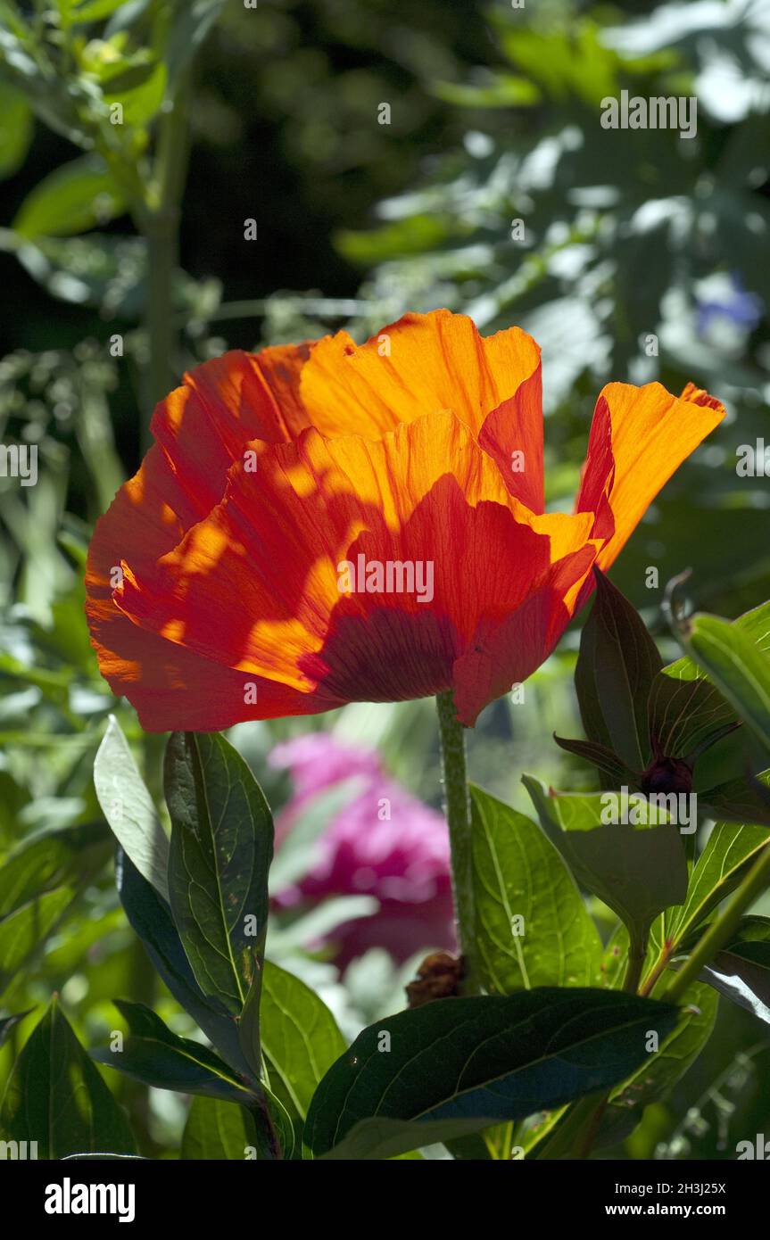 Turkish, poppy, papaver, orientale Stock Photo - Alamy