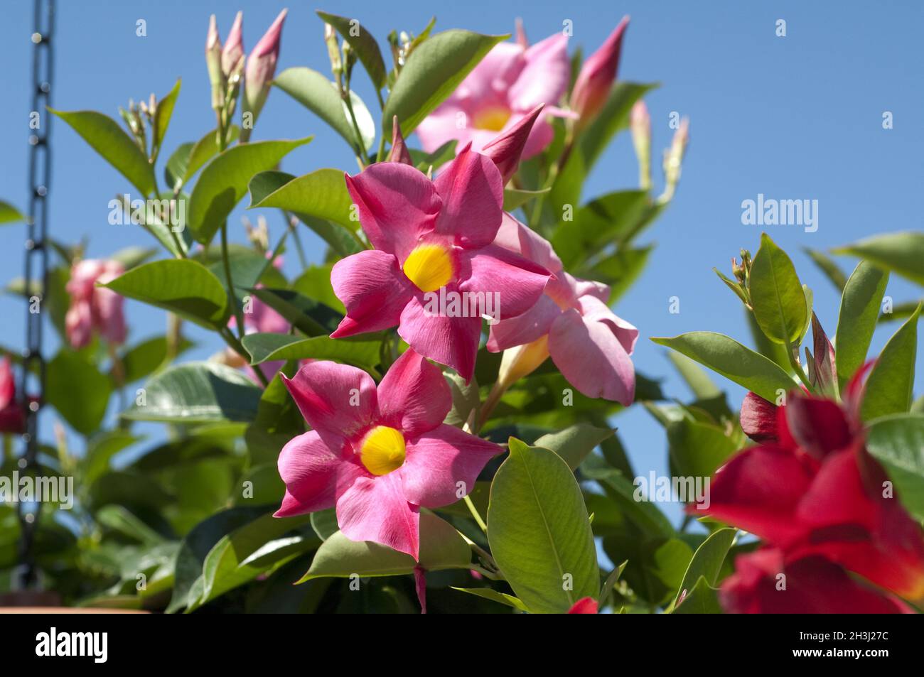 Dipladenia, Rio Hot Pink, Mandevilla hybrid Stock Photo - Alamy