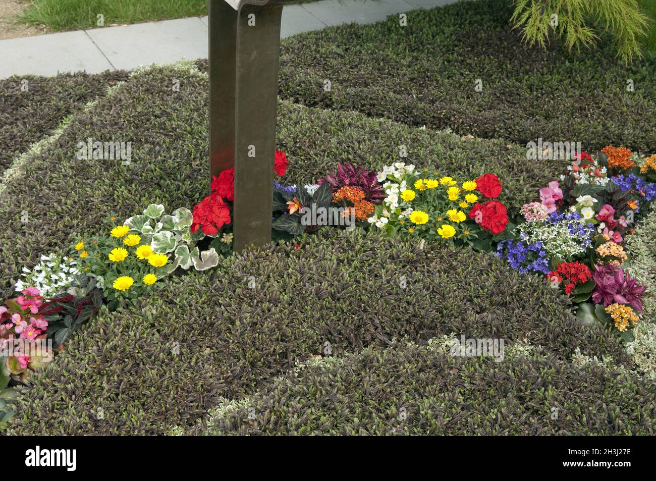 Pinna flowers hi-res stock photography and images - Alamy