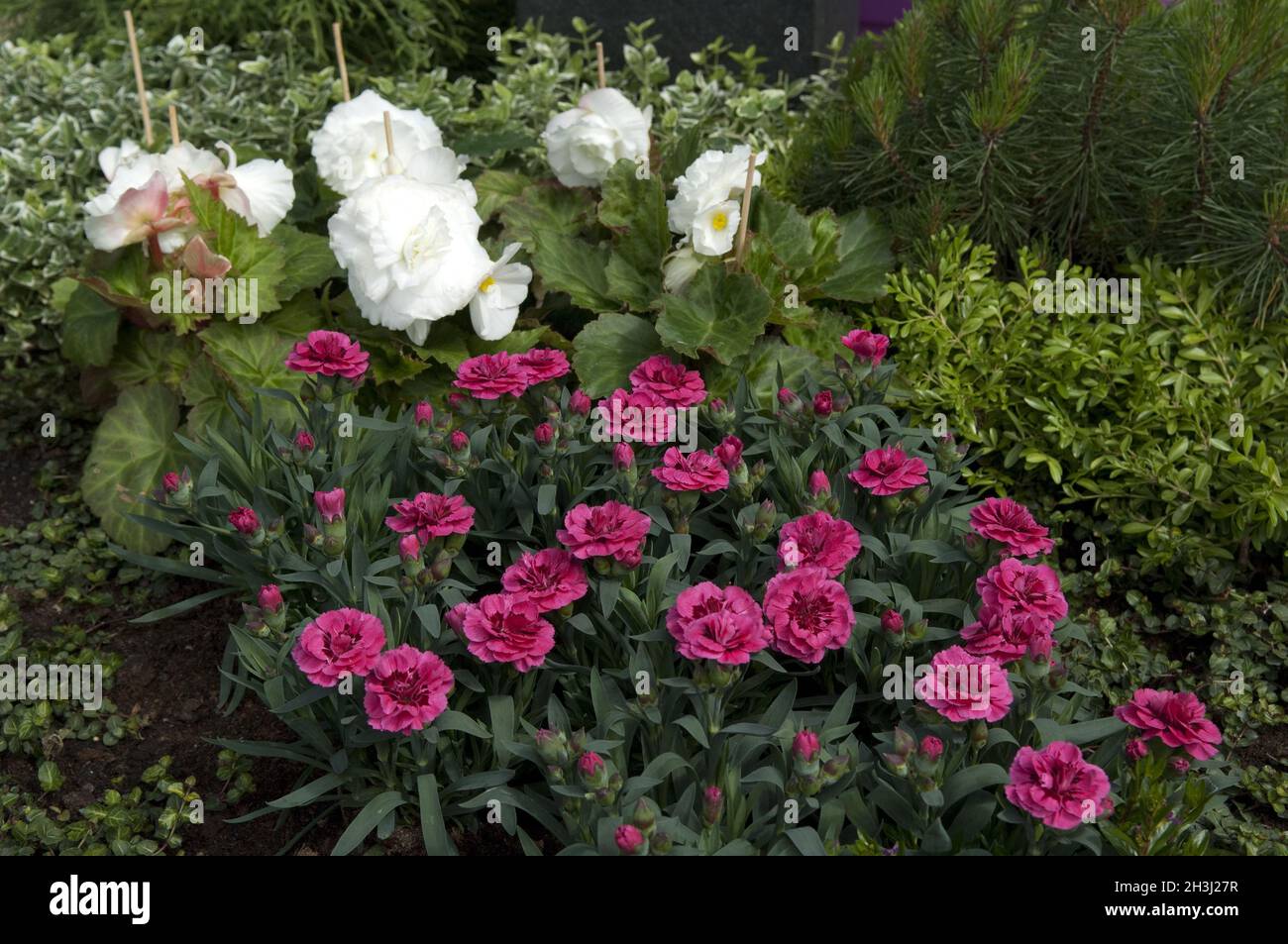 Grave planting; border planting, carnations Stock Photo - Alamy