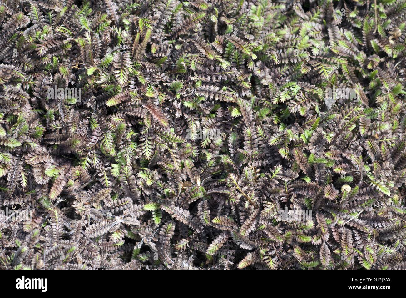 Flaechenbepflanzung hi-res stock photography and images - Alamy