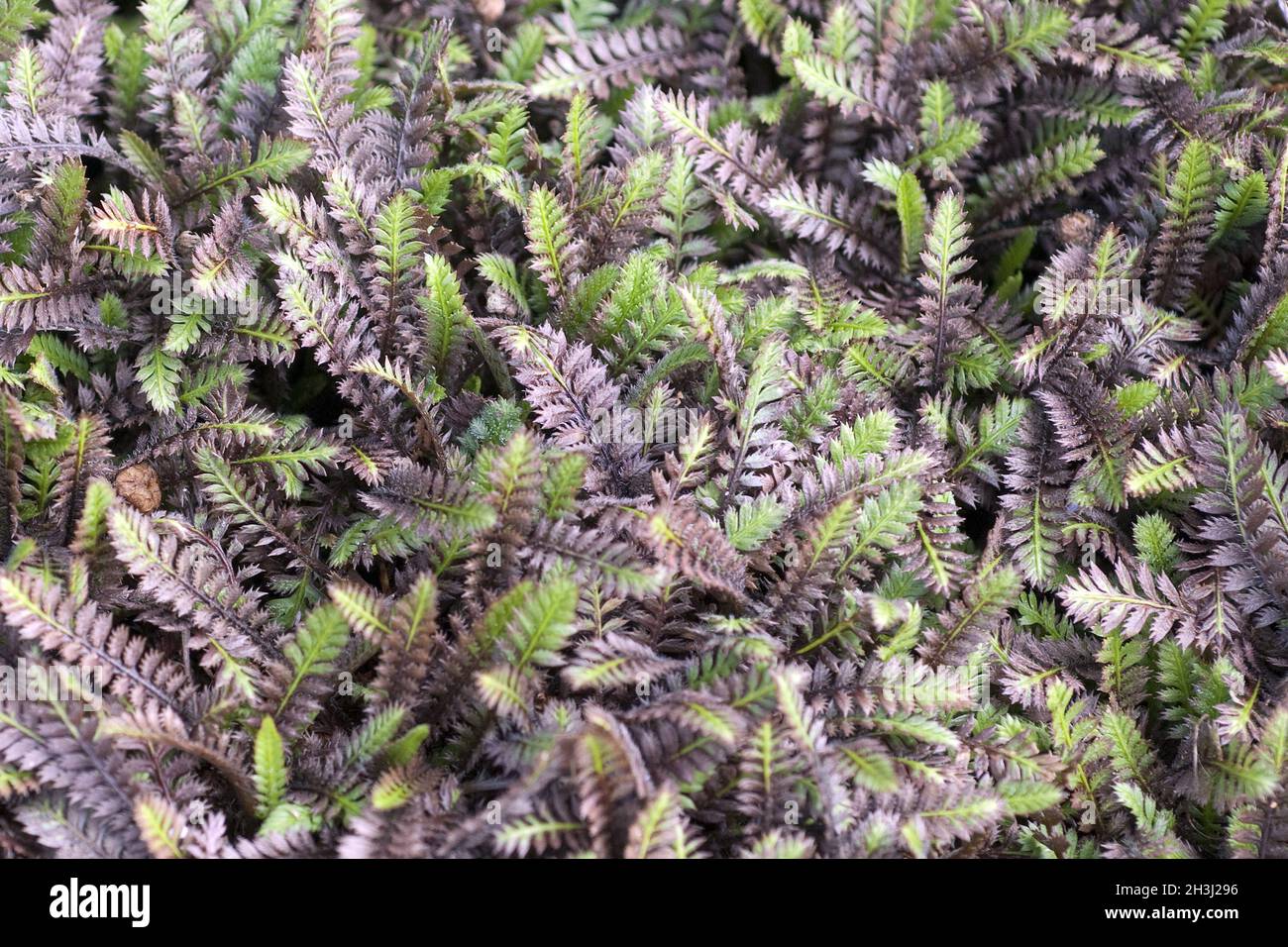 Pinna flowers hi-res stock photography and images - Alamy