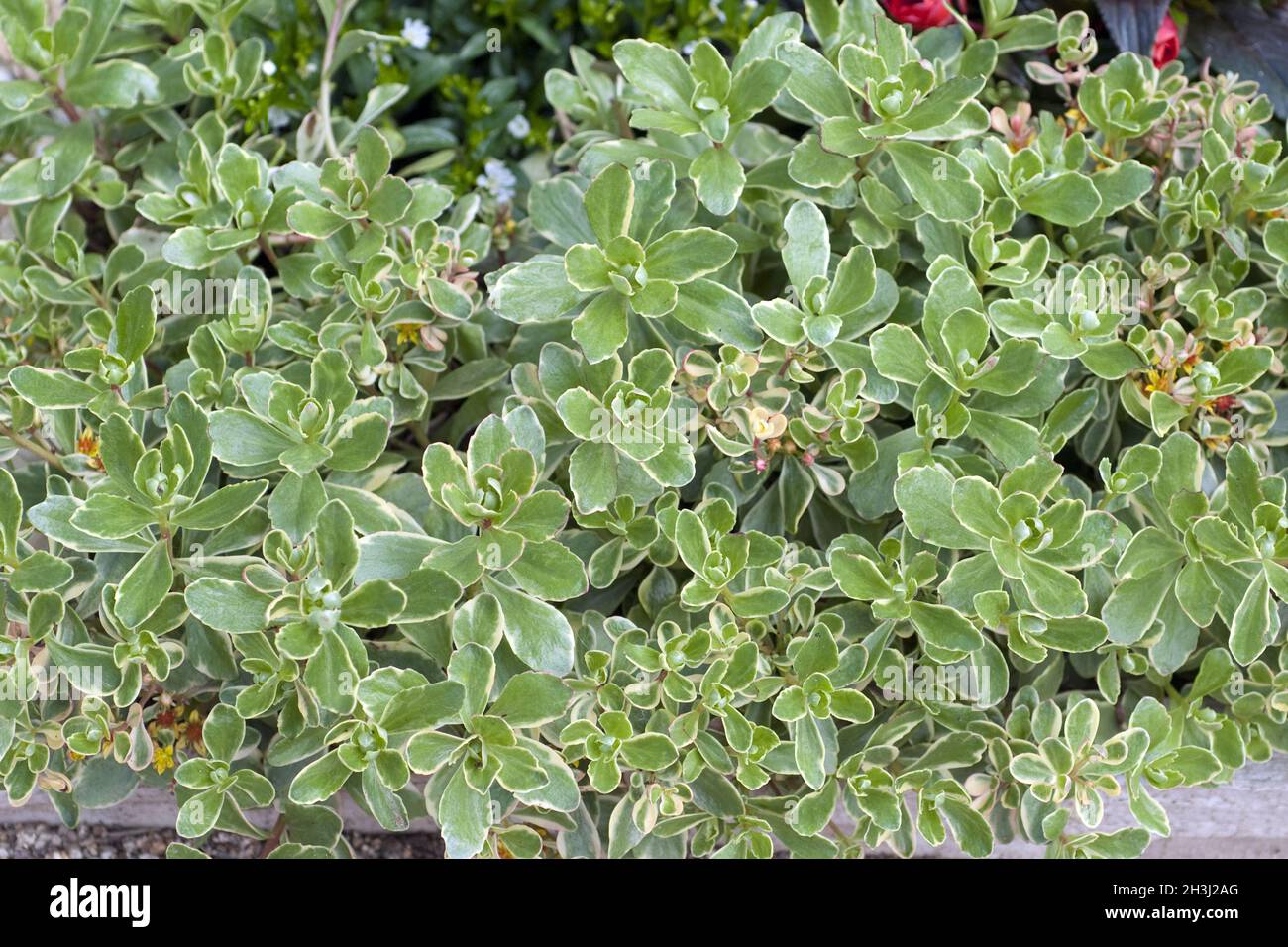 Spindle bush, Euonymus, fortunei Stock Photo - Alamy