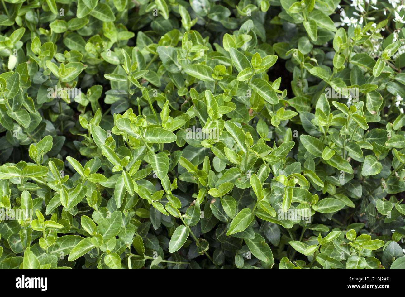 Evergreen, creeping spindle, spindle bush Stock Photo - Alamy