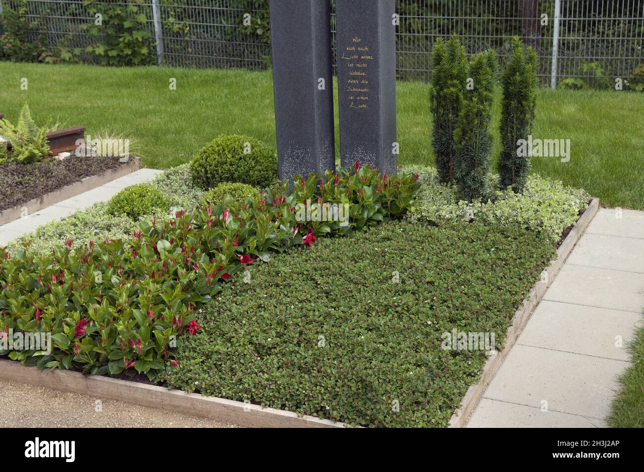 Columnar yew, Taxus baccata; border planting, grave Stock Photo - Alamy