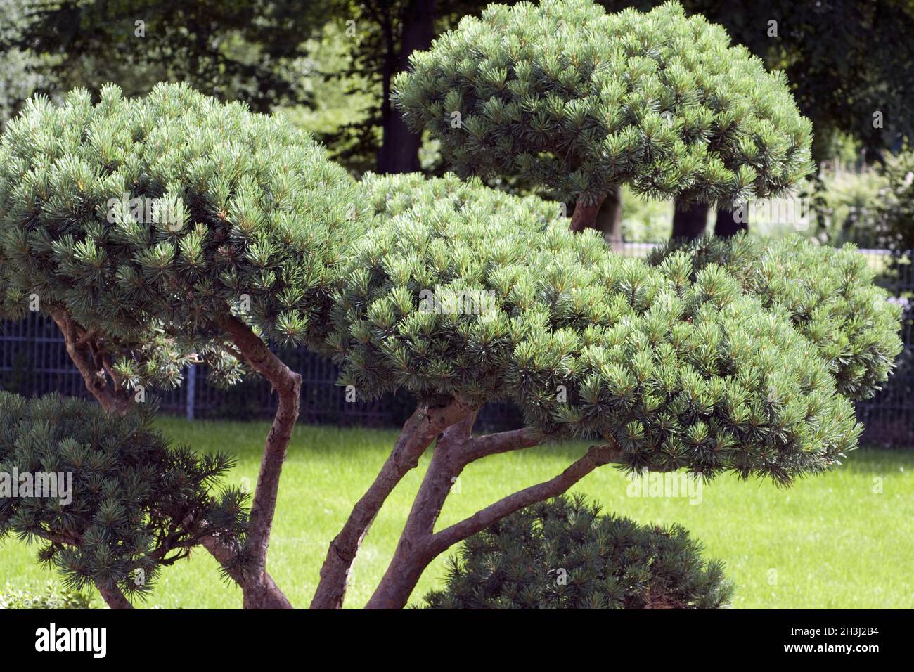 Topiary pine; trimmed; pine; Pinus Stock Photo - Alamy