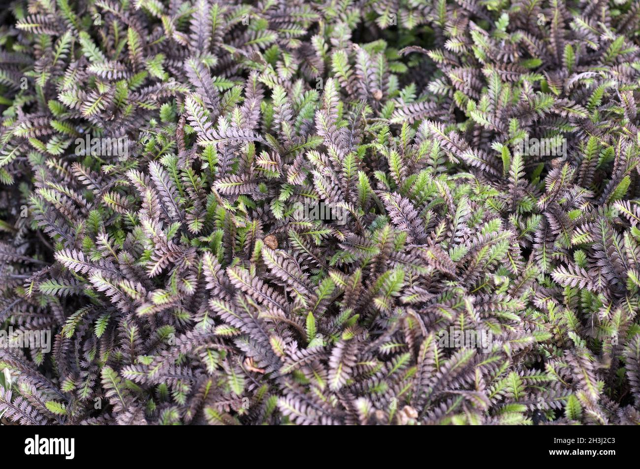Flaechenbepflanzung hi-res stock photography and images - Alamy