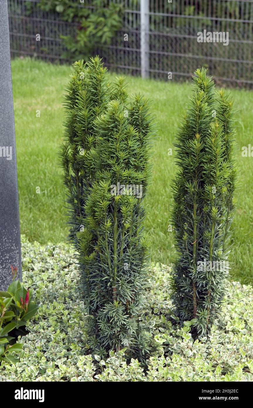 Columnar yew, Taxus baccata; border planting, grave Stock Photo - Alamy